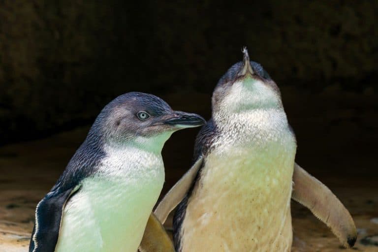 16 fun things to do with kids in Victoria - Explore Victoria
