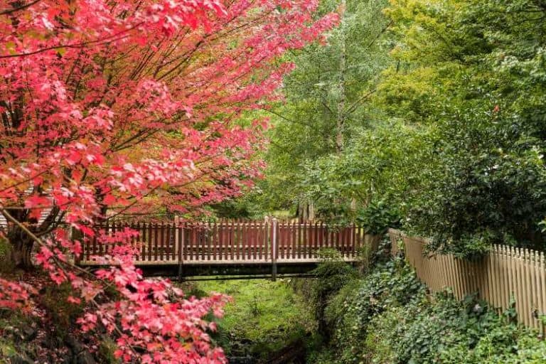 Autumn in Victoria: 13 places to experience the magnificent colours ...