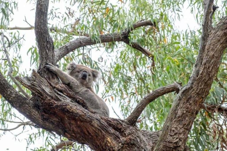 The ultimate locals guide to the Raymond Island Koala walk - Explore ...