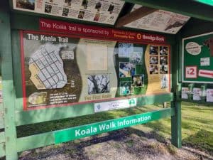 The ultimate locals guide to the Raymond Island Koala walk - Explore ...