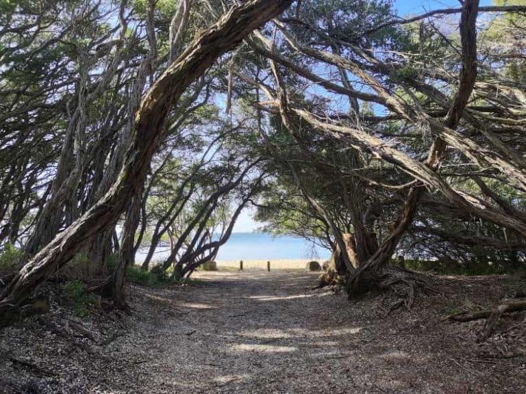 The ultimate locals guide to the Raymond Island Koala walk - Explore ...